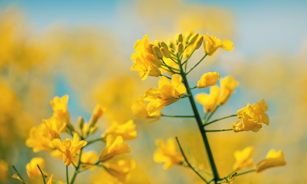 Velika očekivanja od uljane repice - Agro TV